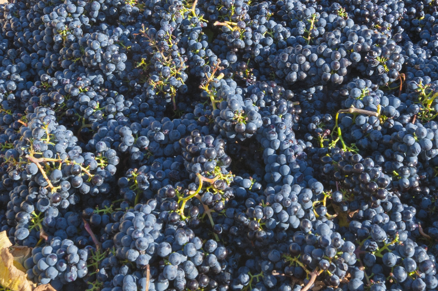 Piemonte (Piedmont) – Home of Italy’s Best Wine – Barley and Vine